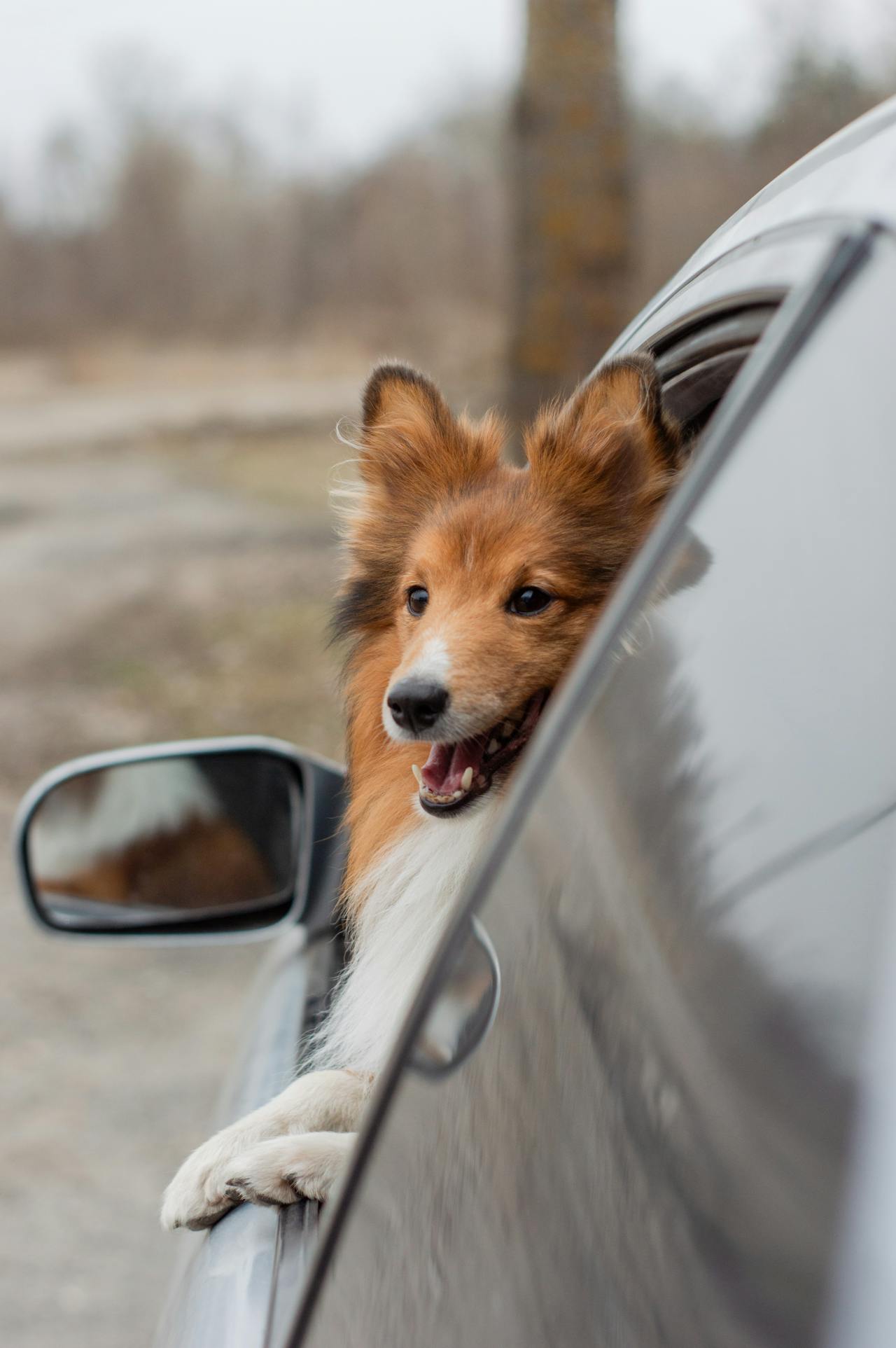 Pick Up & Drop Off - Woof Tone Inn & Spa